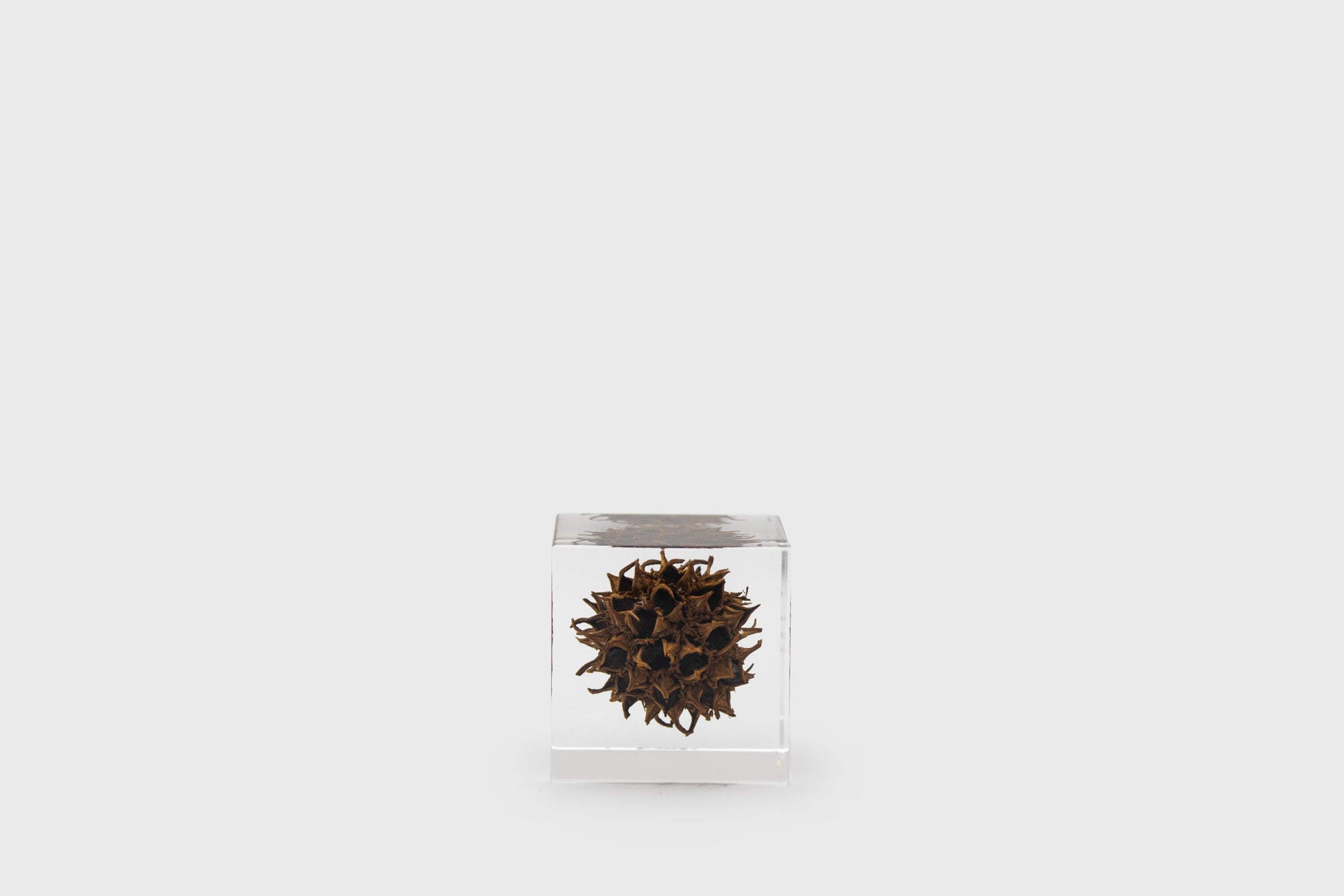 American Sweetgum Sola Cube | BindleStore.