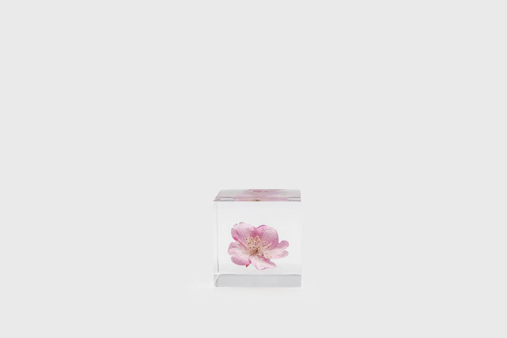 Kawazu-zakura Sola Cube | BindleStore.